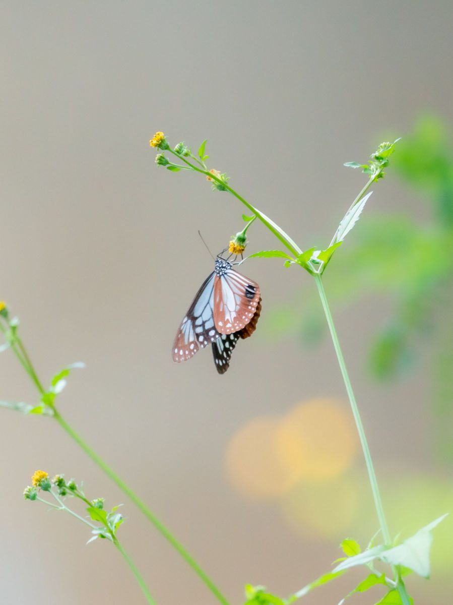 アサギマダラ | GANREF