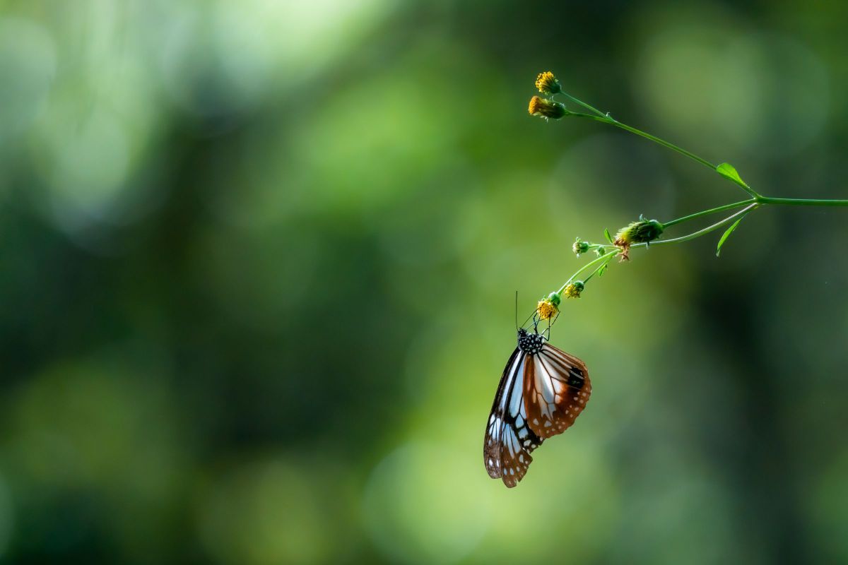 アサギマダラ | GANREF