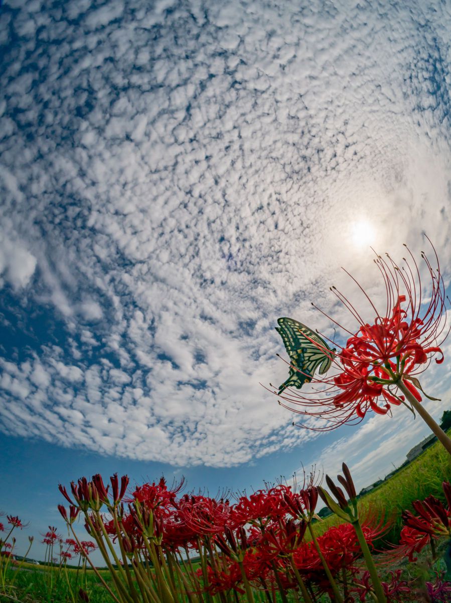 秋の空、赤い花 | GANREF