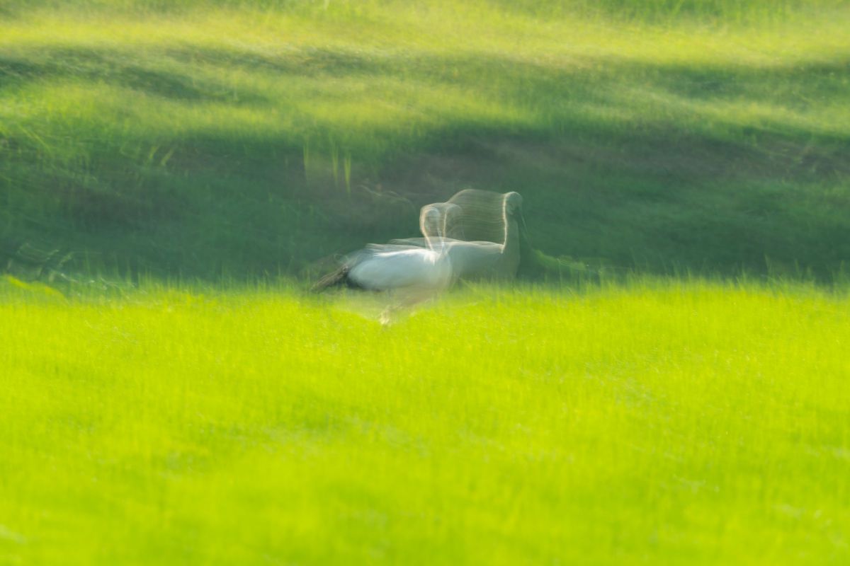 分身の術 | GANREF