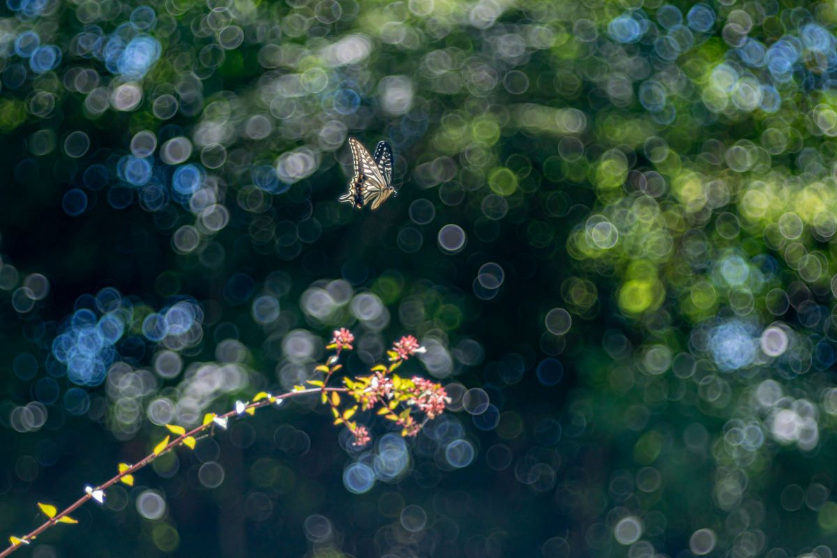 きらきら | GANREF