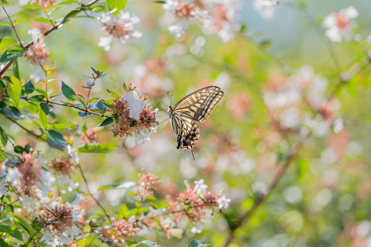 美しい世界 | GANREF