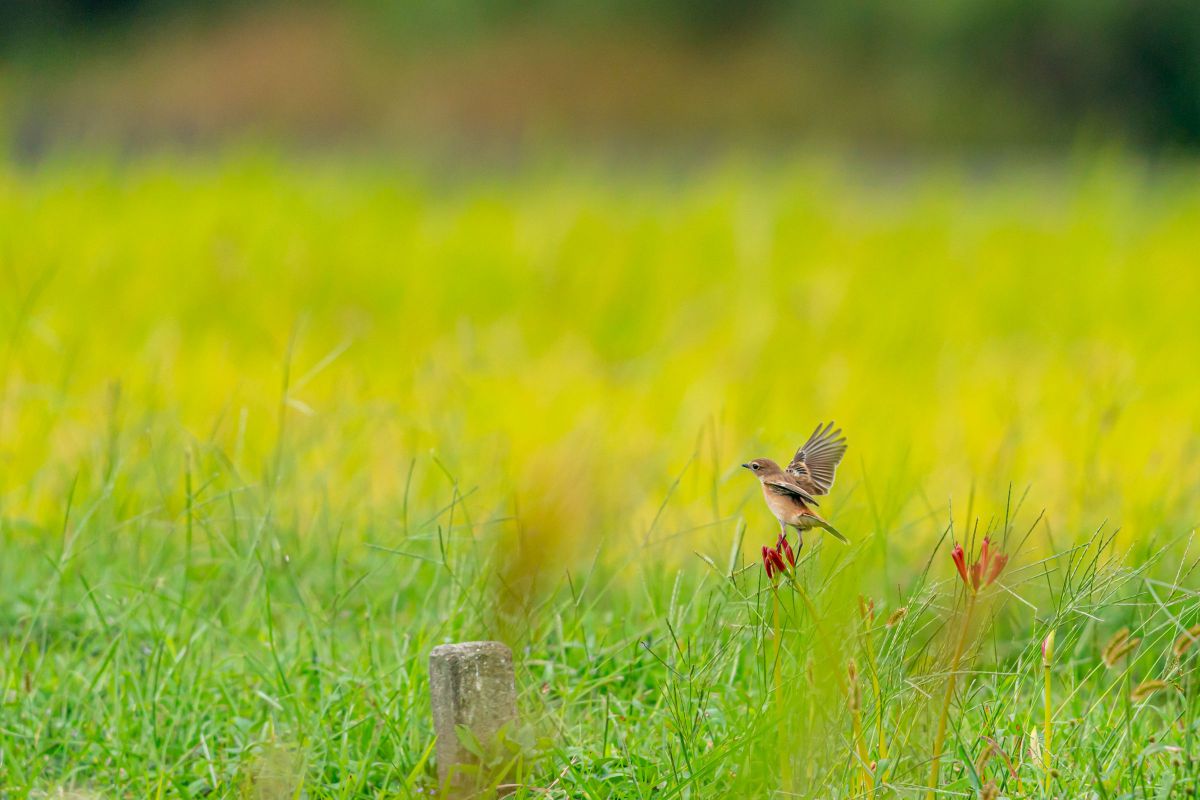とぉーっ | GANREF