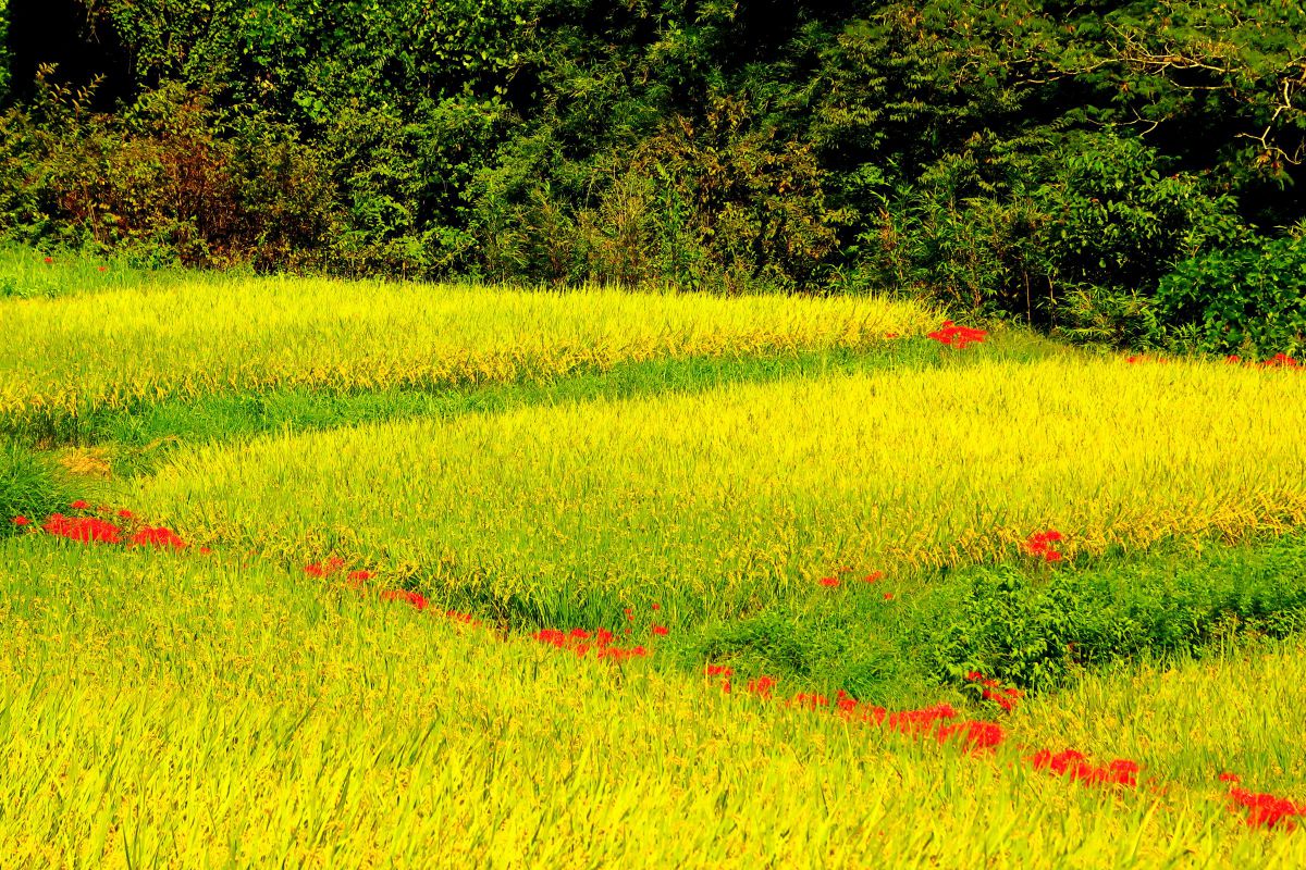 実りの秋 | GANREF