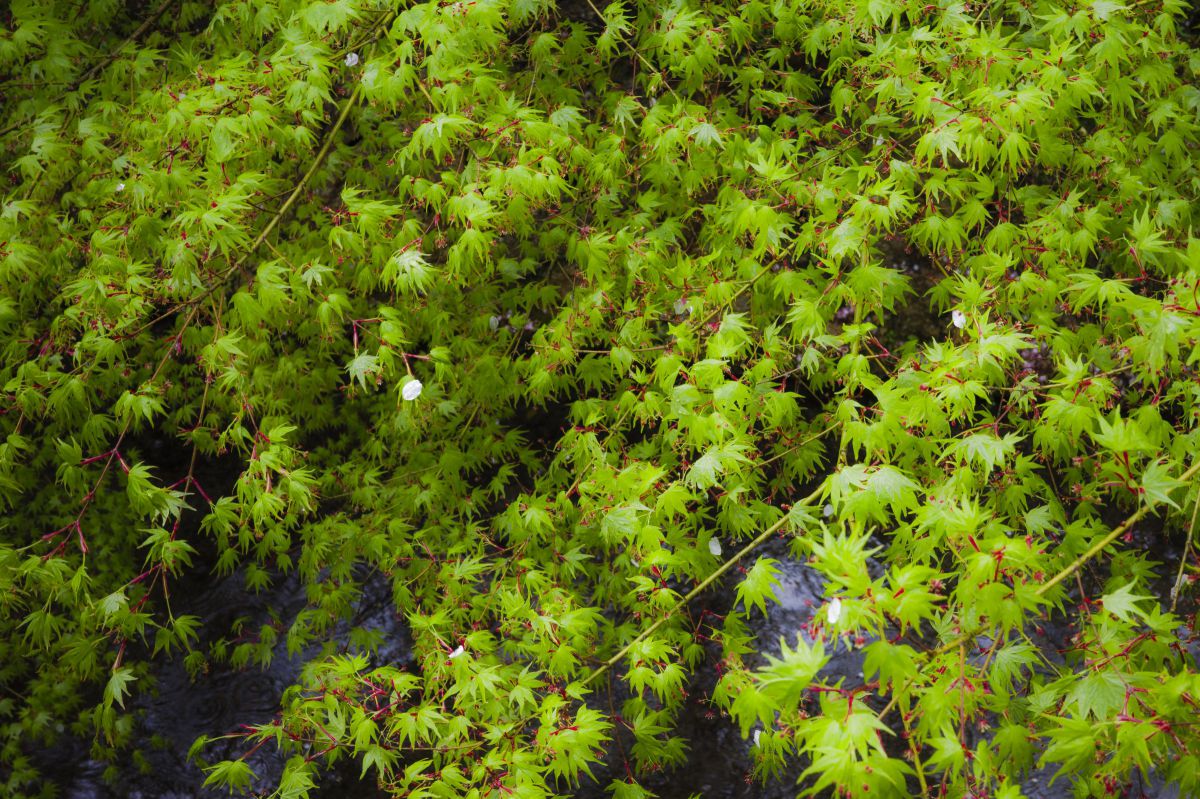 桜から青葉へバトンタッチ | GANREF