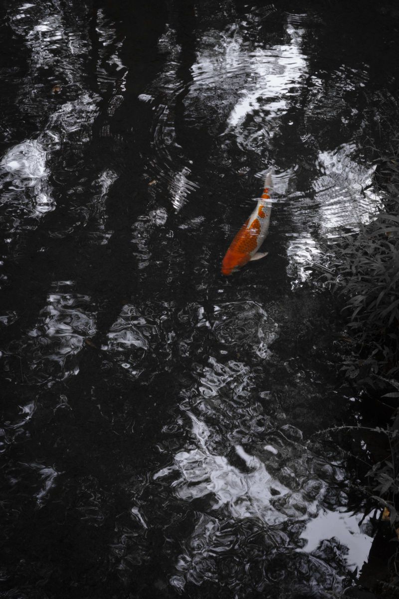 揺らめき | GANREF