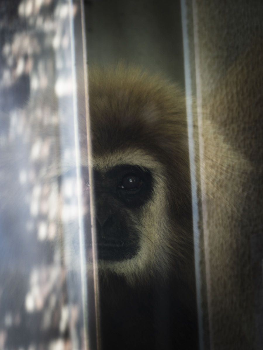 寂しい瞳 | GANREF