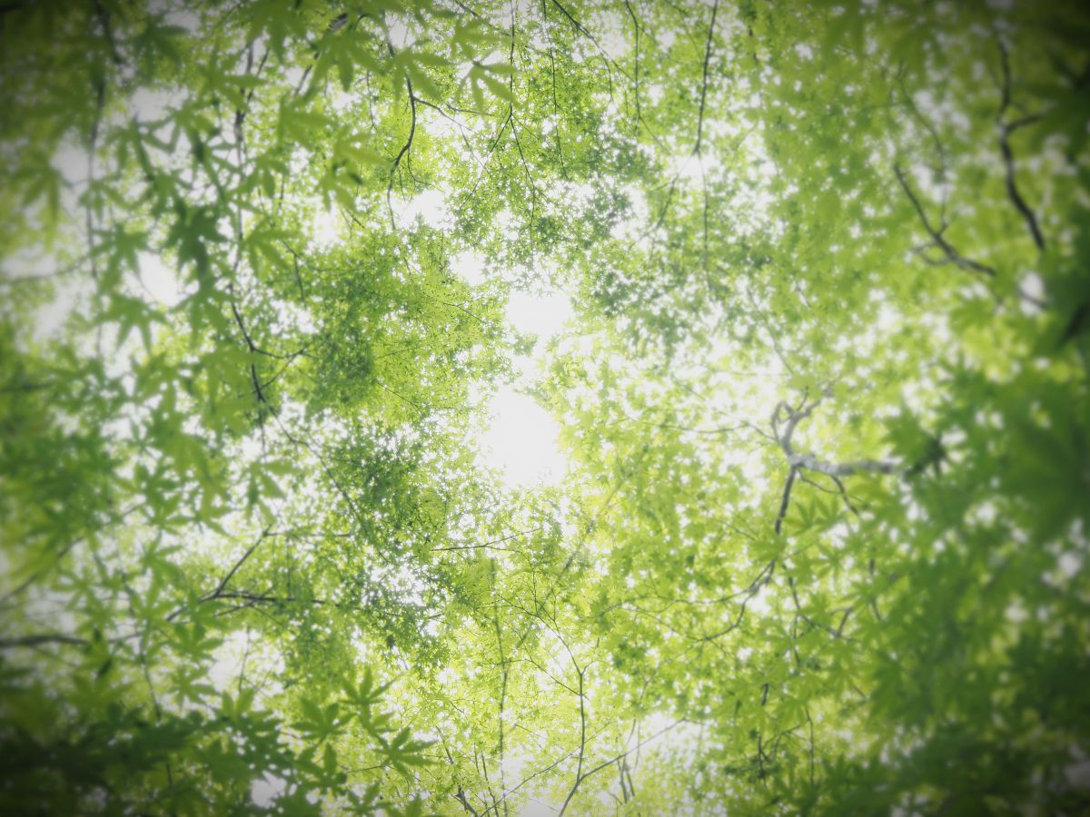 Cosmos of maple leaves | GANREF