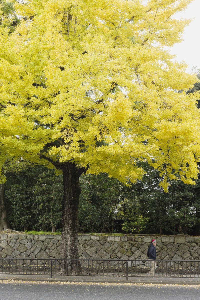 Yellow Tree | GANREF