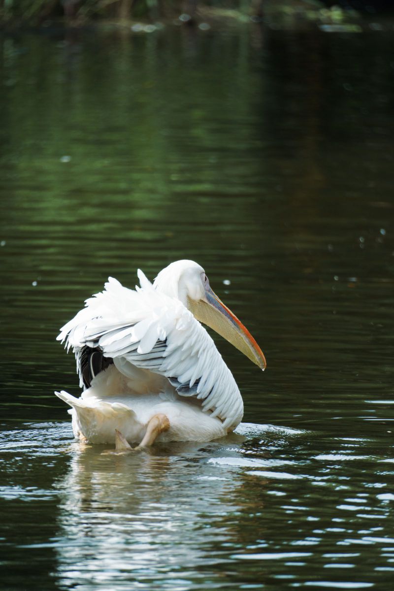 でかいとり | GANREF