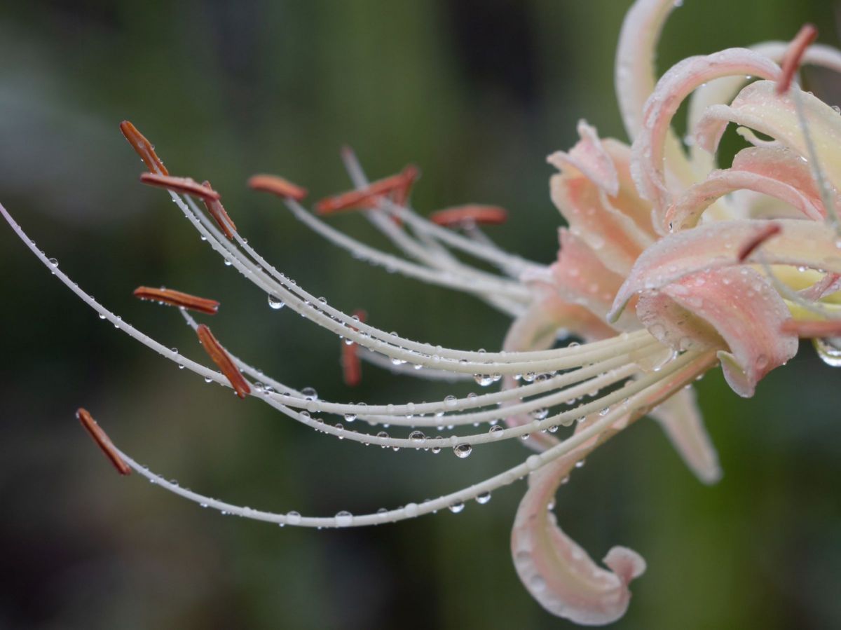 清らかに美しく | GANREF