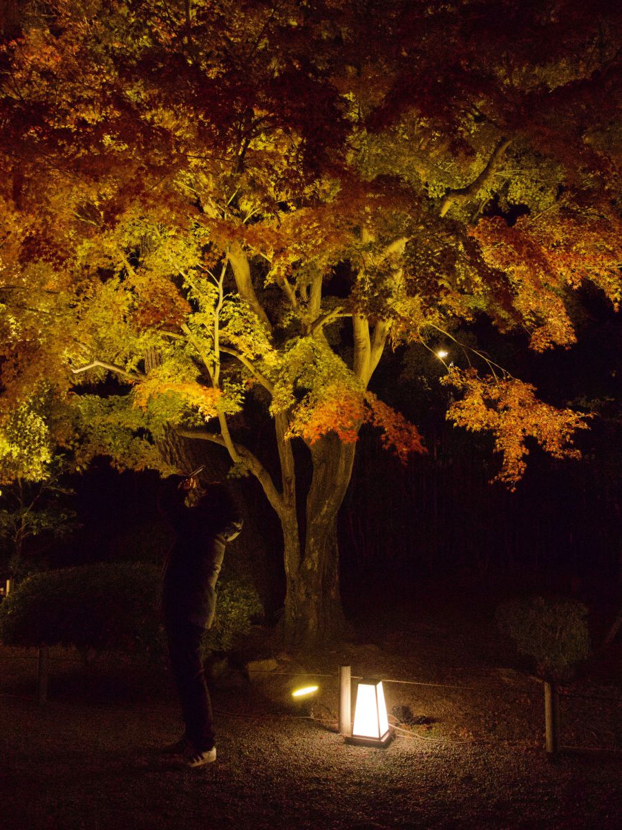 この葉っぱ撮りたい | GANREF