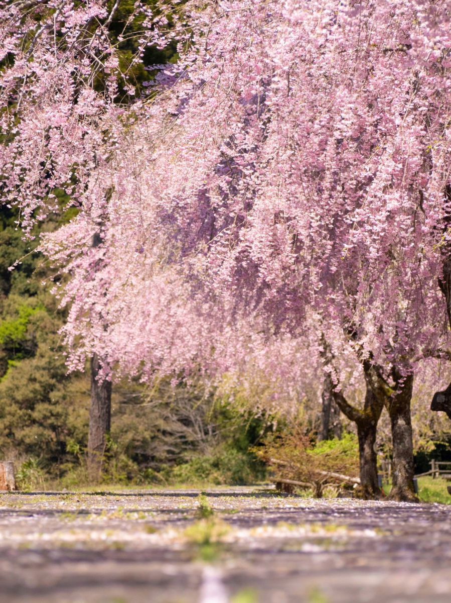 さくら小道 | GANREF