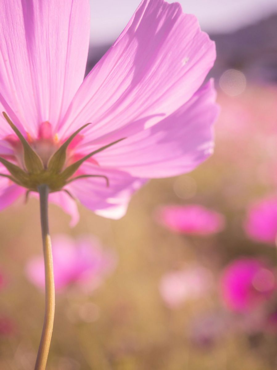 背のびしたくなる季節 | GANREF