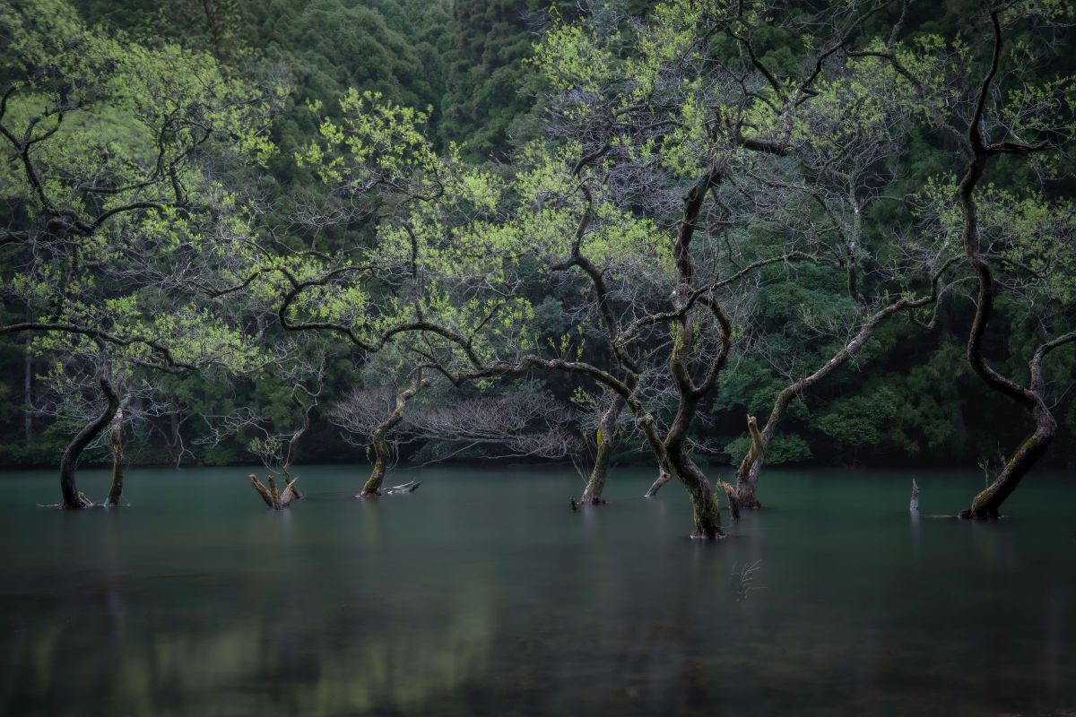水没林 | GANREF