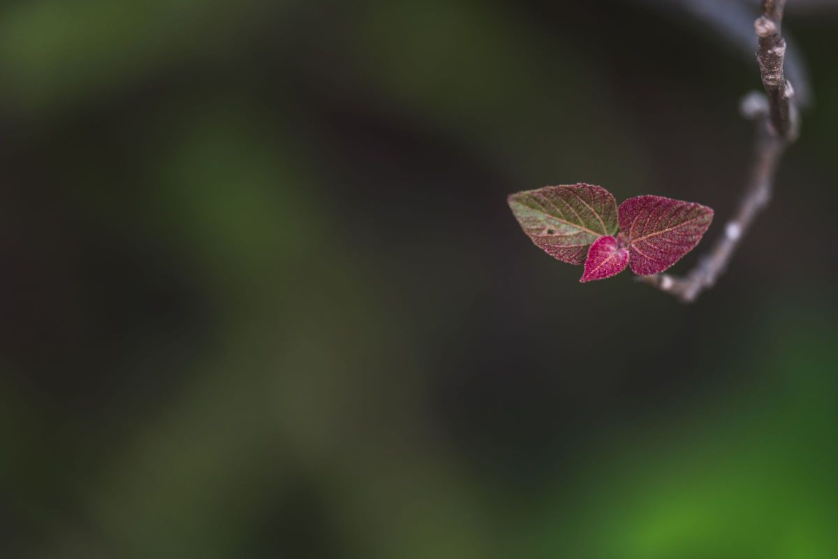 萌え出づる赤 | GANREF