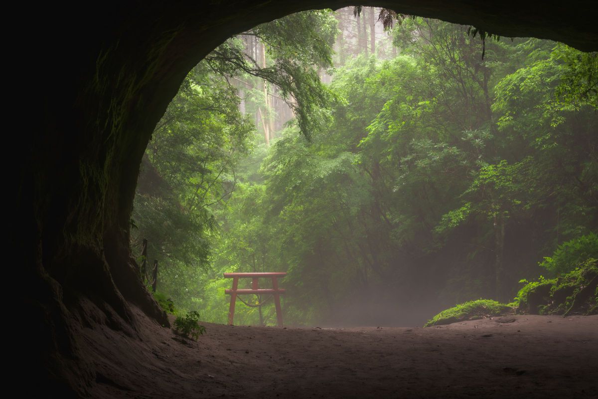 神秘の森 | GANREF