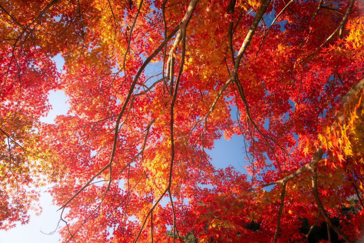 autumn leaves | GANREF