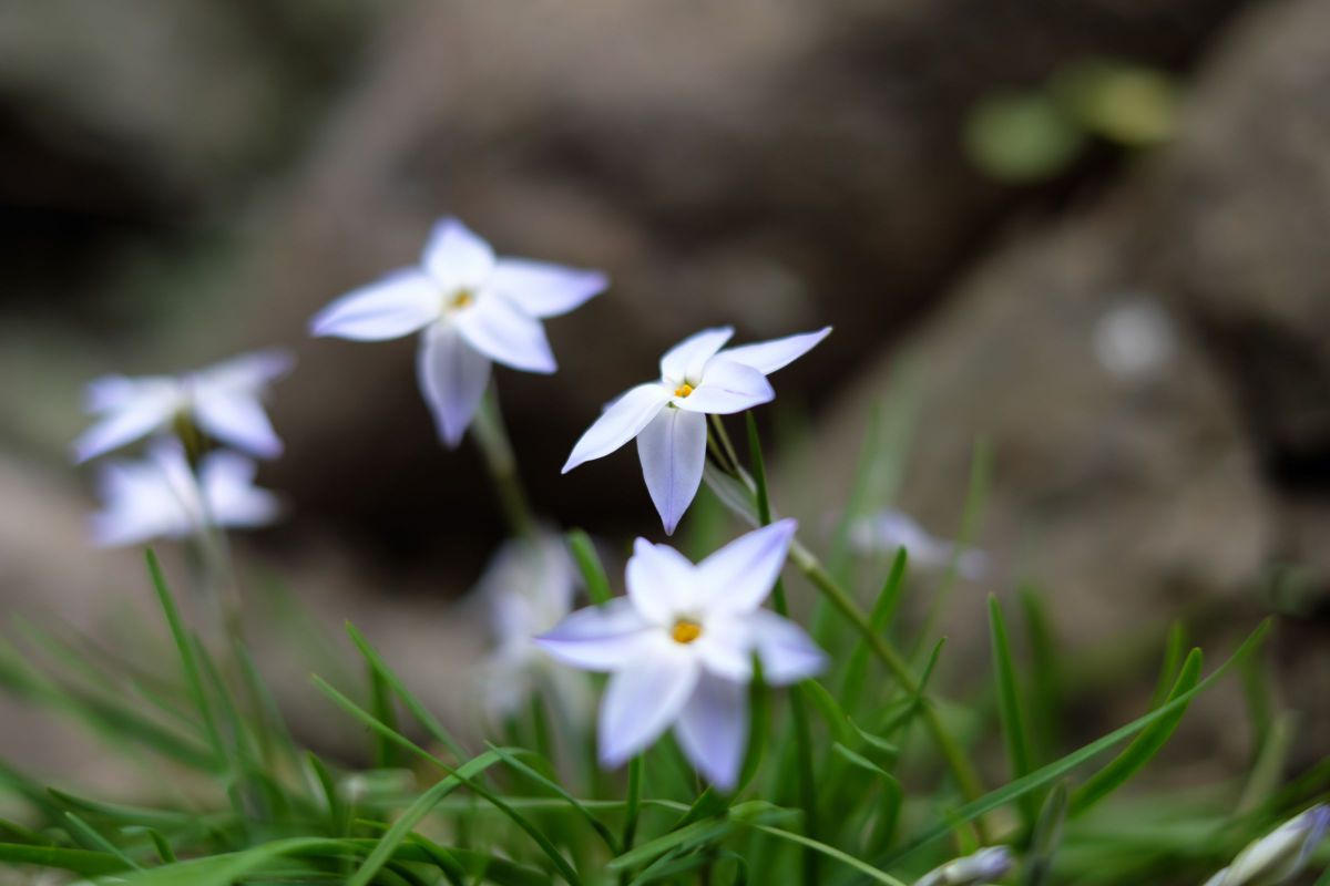 Spring star | GANREF