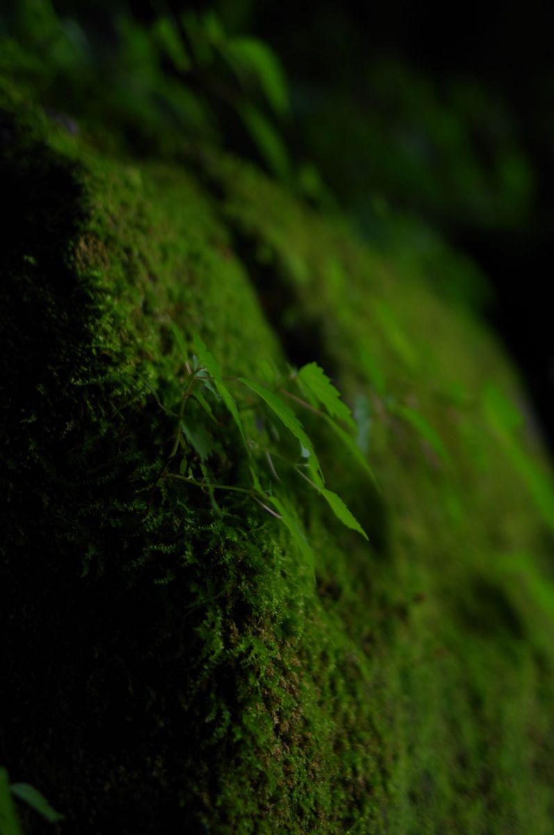 PENTAX GREEN | GANREF