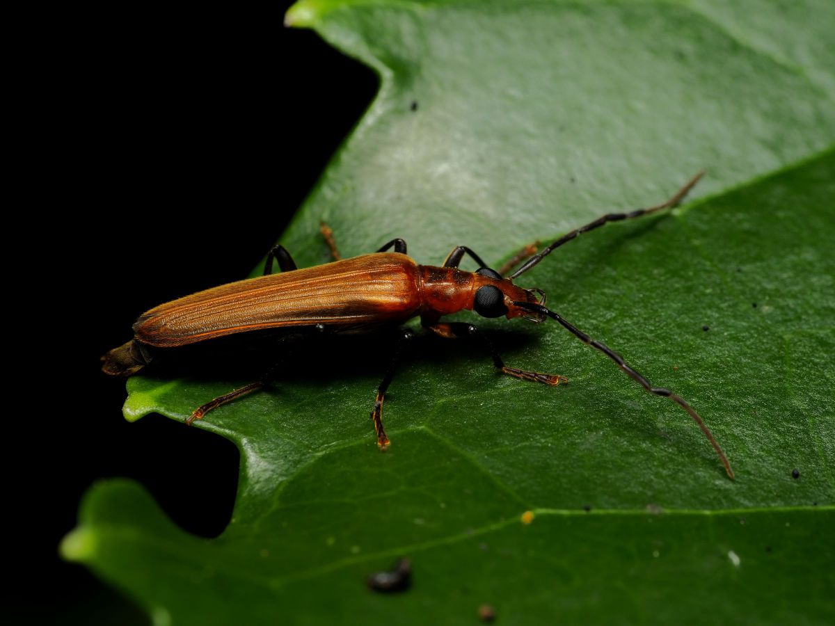 Xanthochroa hilleri | GANREF