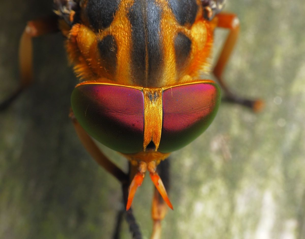 Tabanus chrysurus ♀ | GANREF