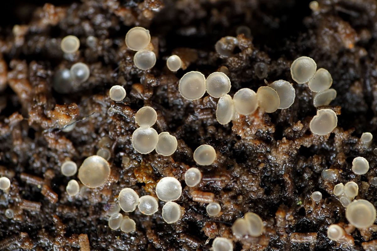 cup fungus(unidentified) | GANREF