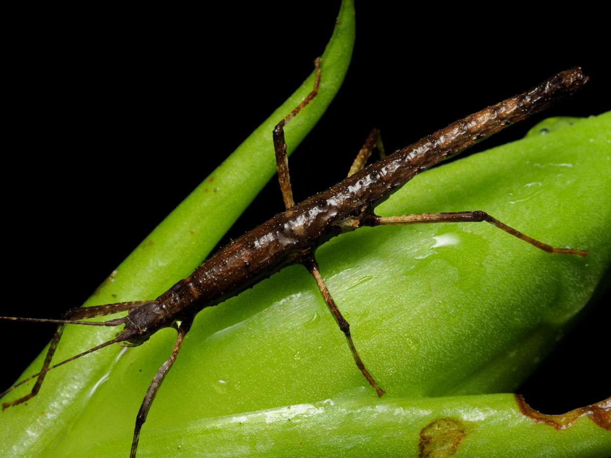 Neohirasea japonica | GANREF