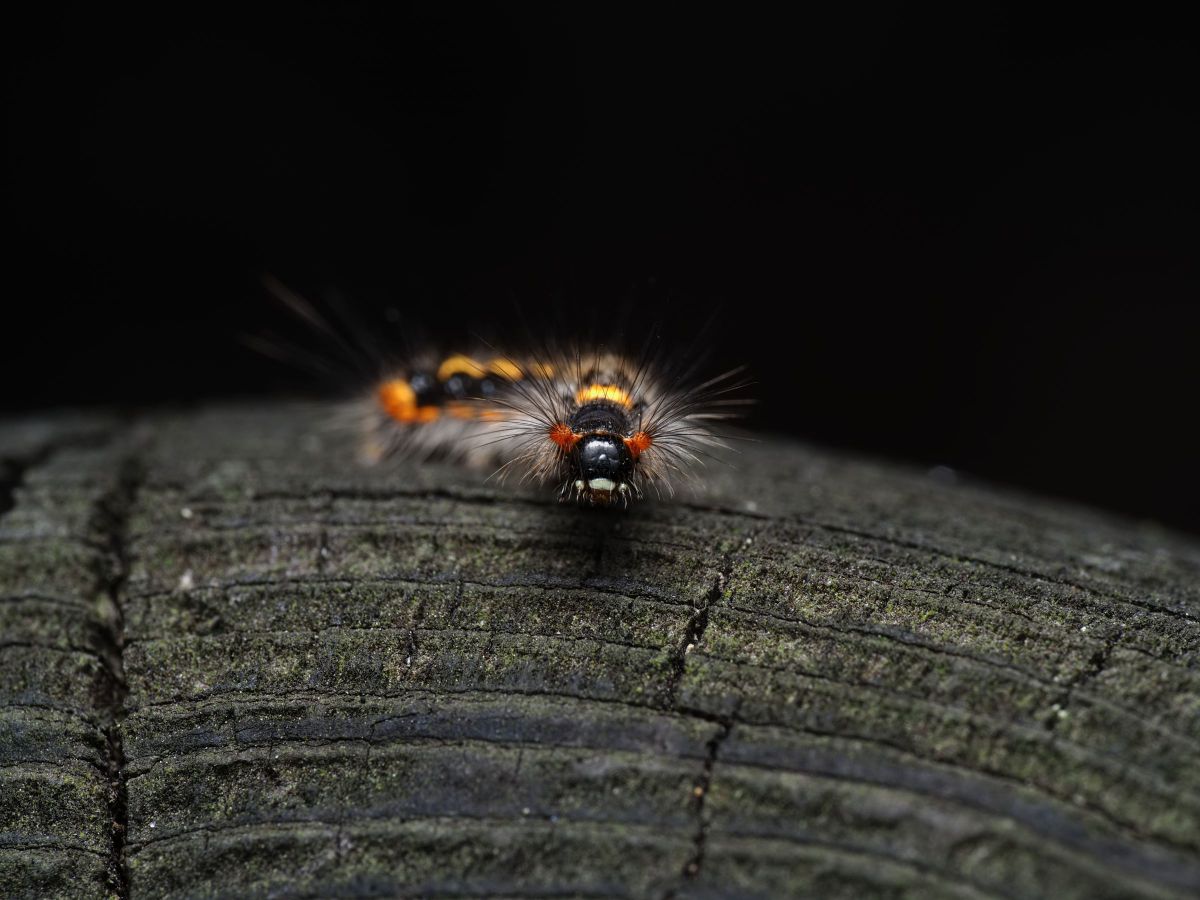 Kidokuga piperita/larva | GANREF