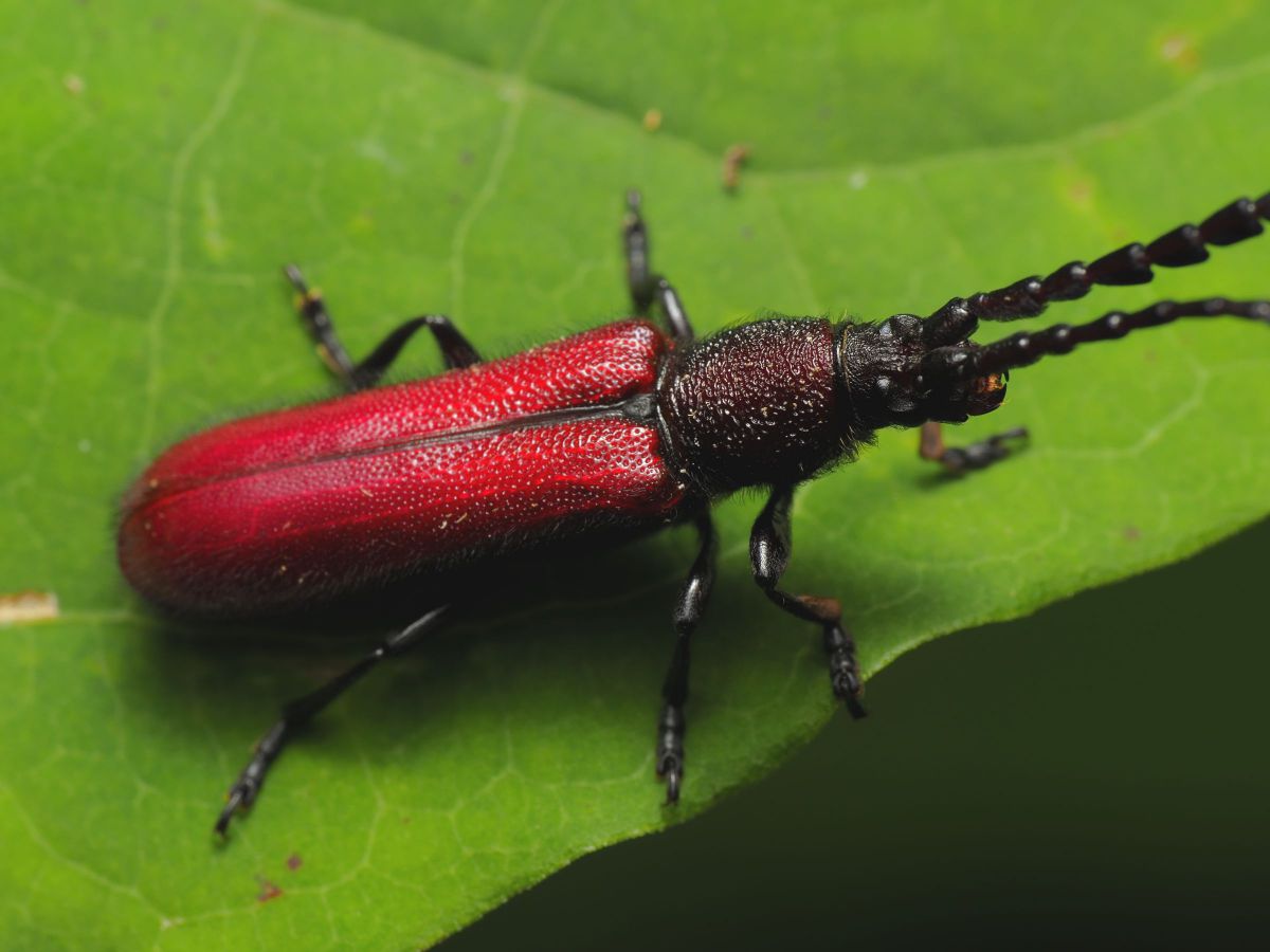 Pyrestes nipponicus | GANREF