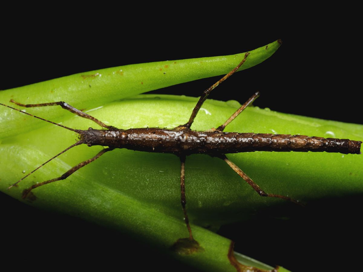 Neohirasea japonica | GANREF