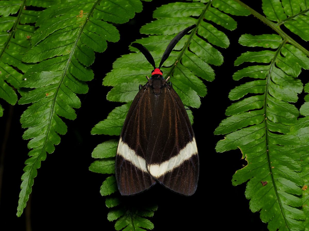 Pidorus glaucopis | GANREF