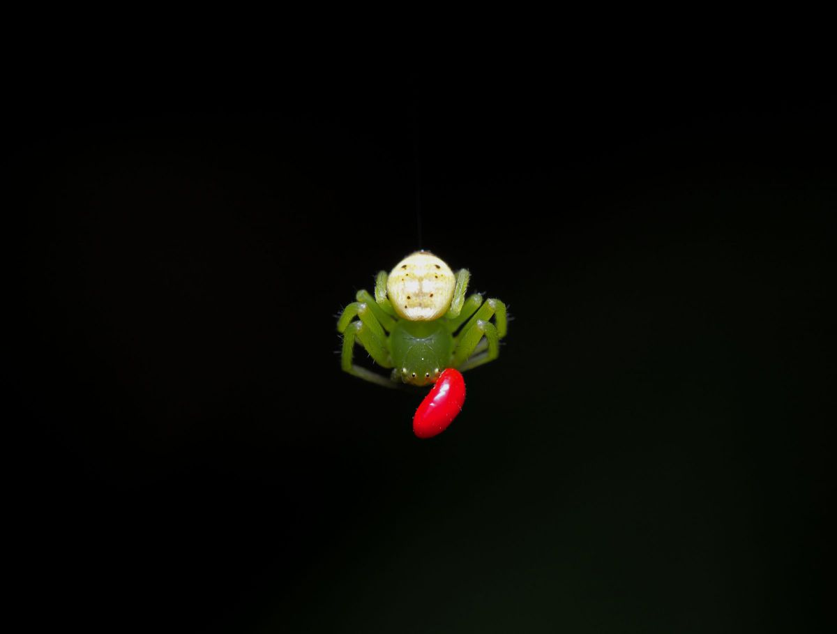 Diaea subdola | GANREF