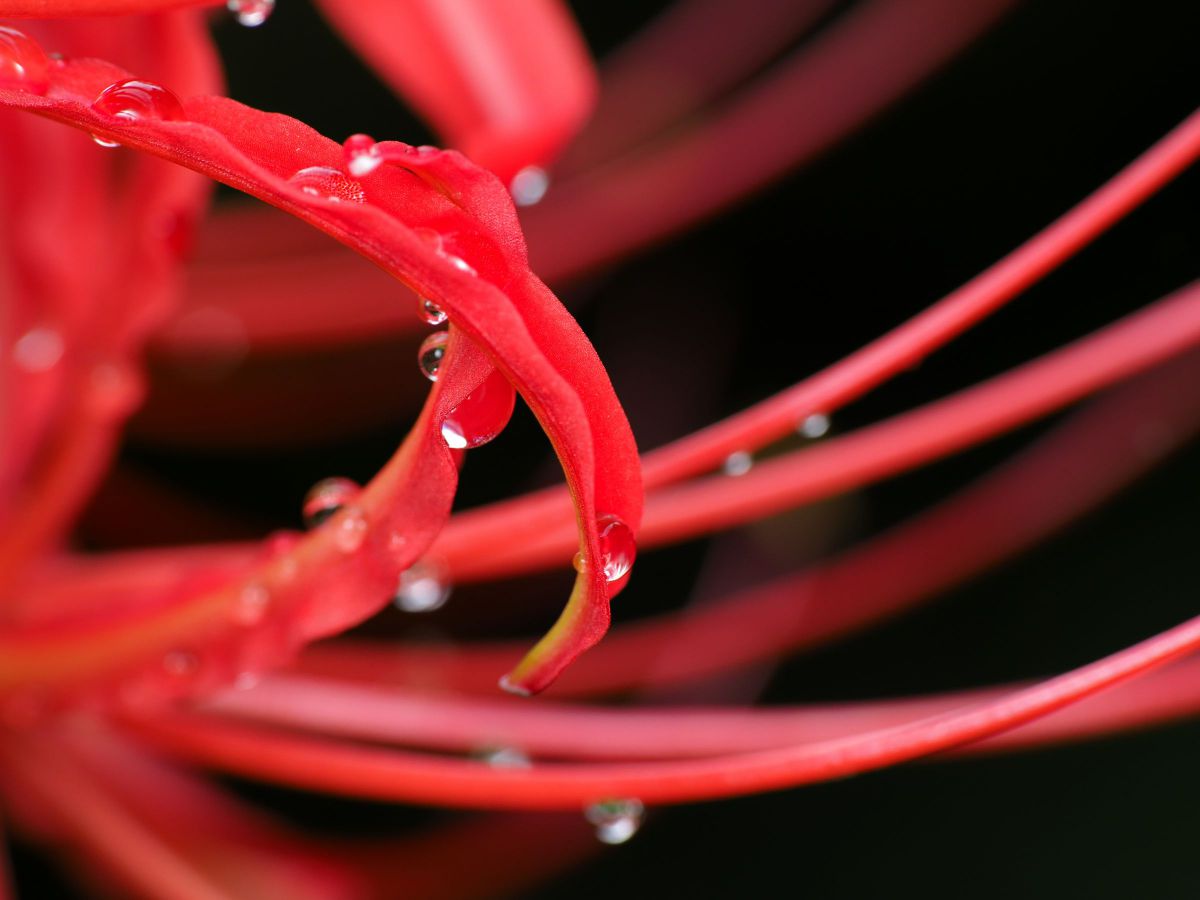 Lycoris radiata | GANREF