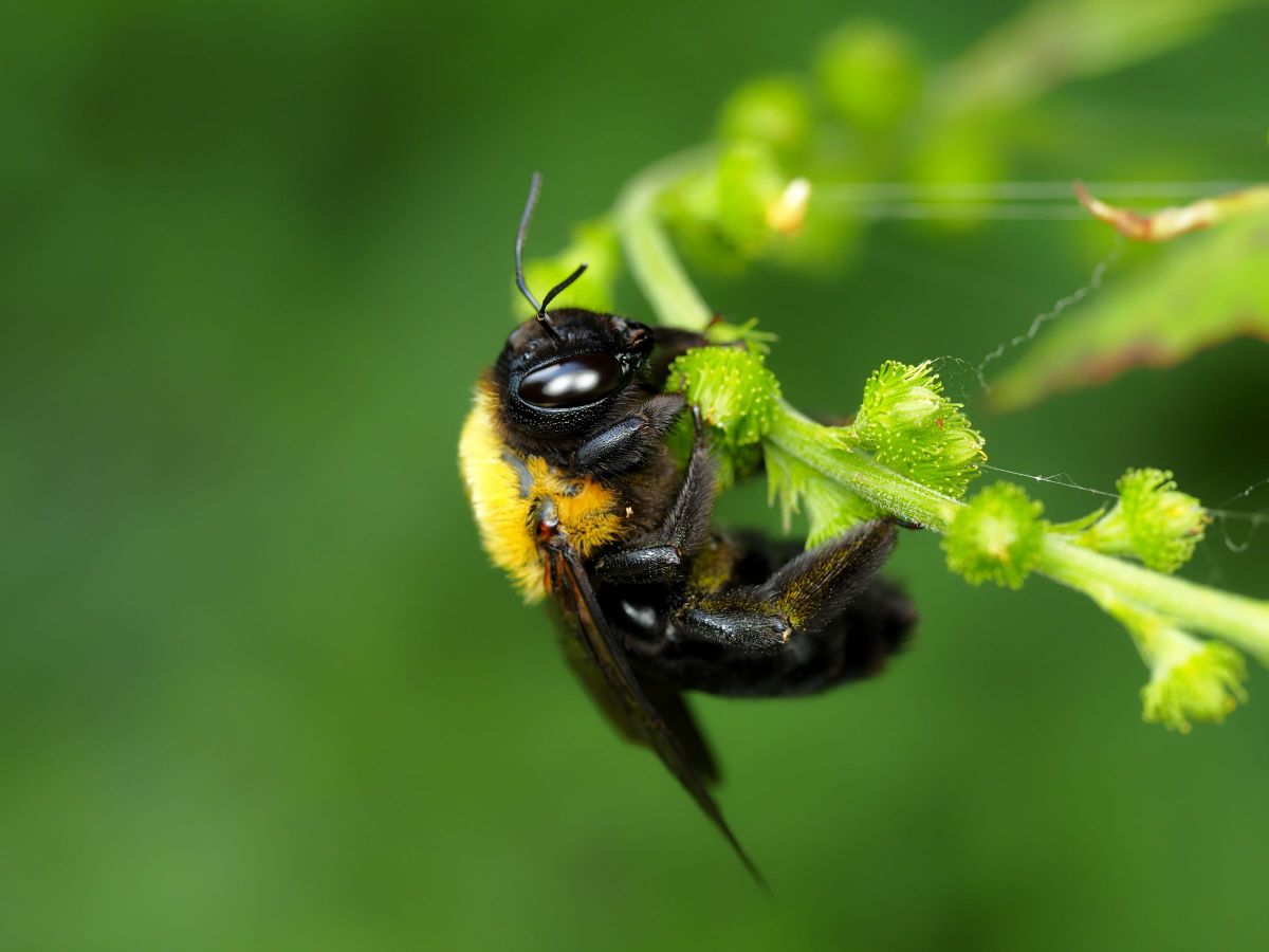 Xylocopa appendiculata | GANREF