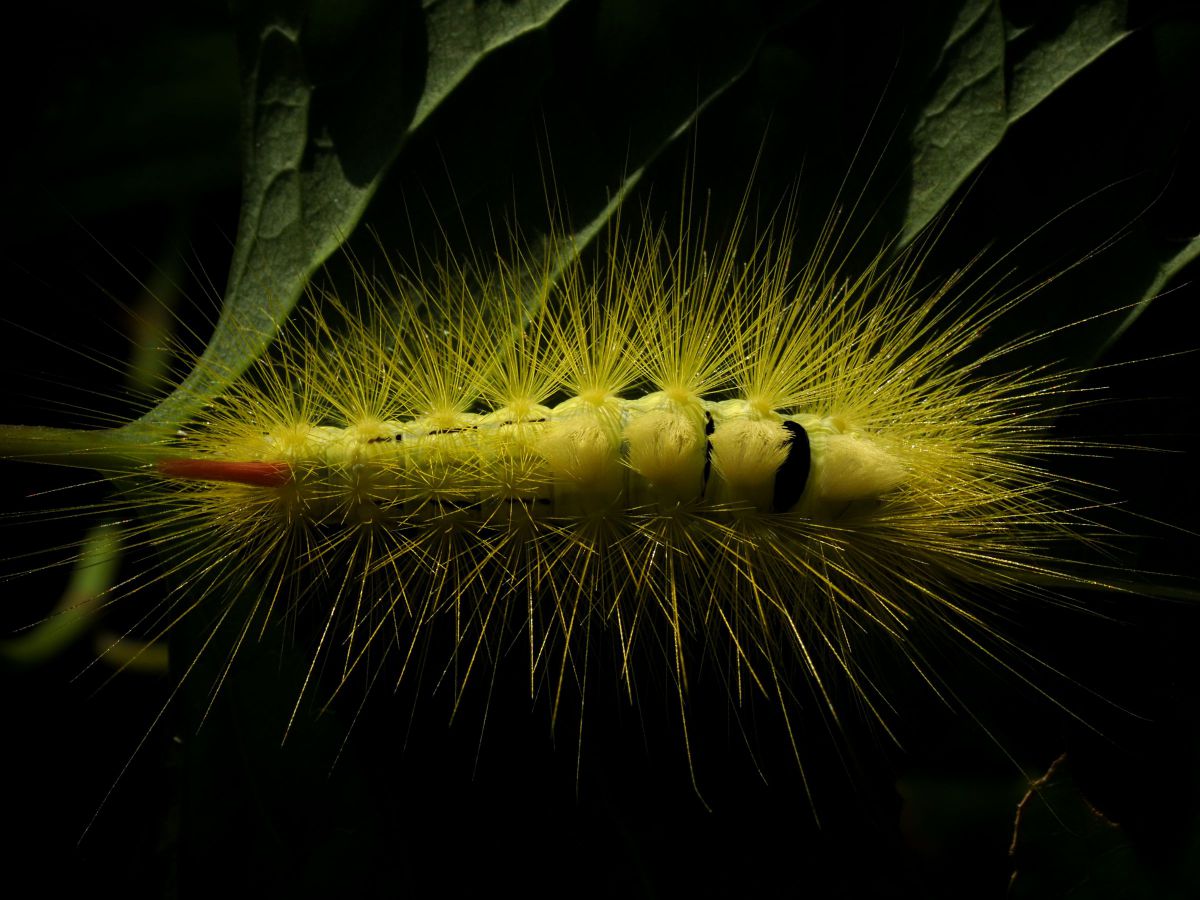 larva / Calliteara pseudabietis | GANREF