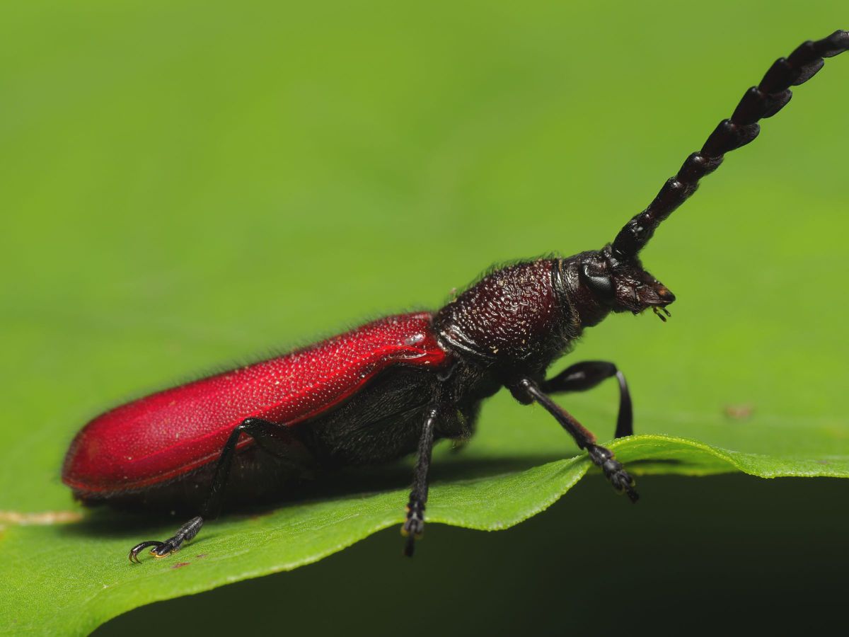 Pyrestes nipponicus | GANREF