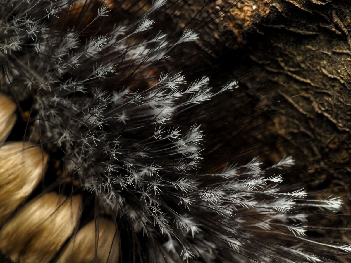 Larva / Calliteara lunulata | GANREF