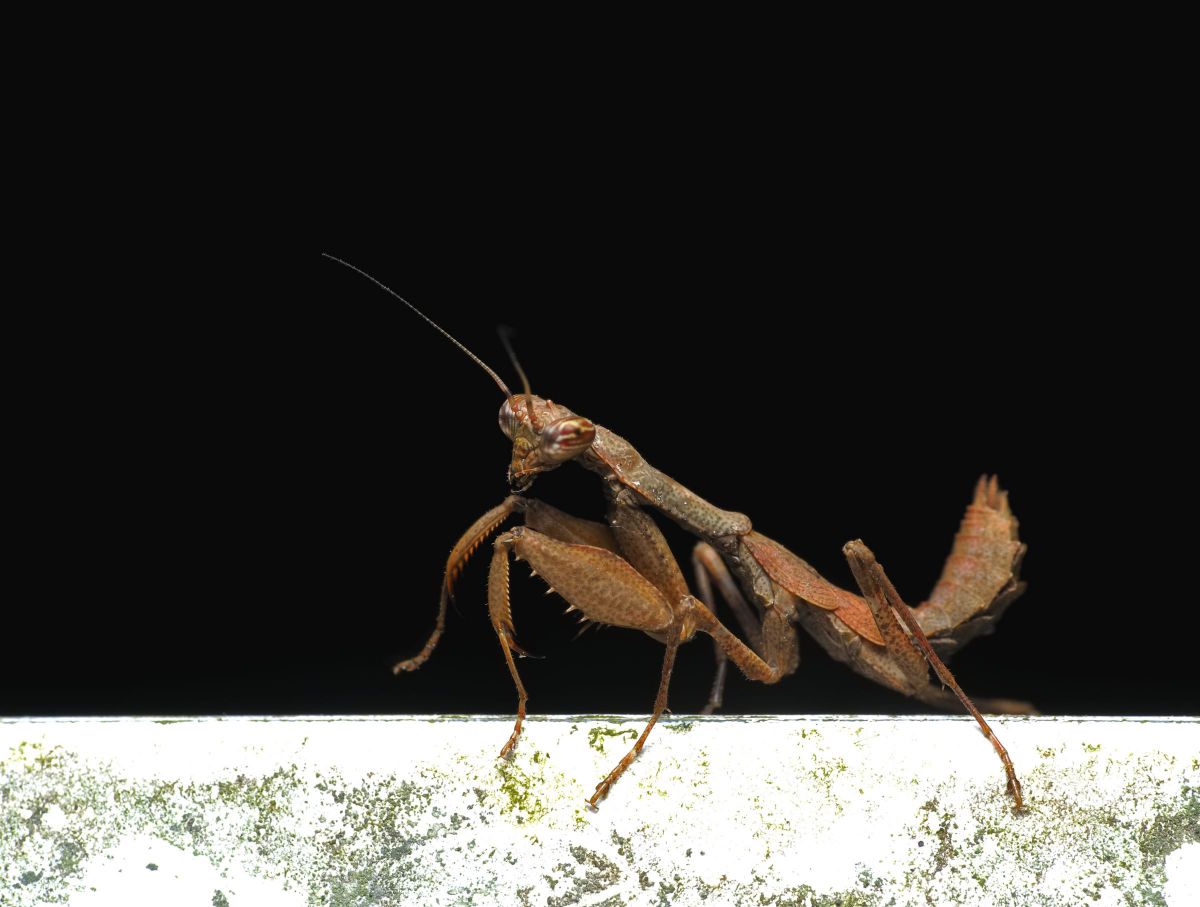 Acromantis japonica | GANREF