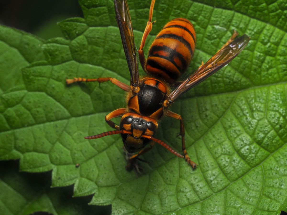 Vespa simillima xanthoptera | GANREF