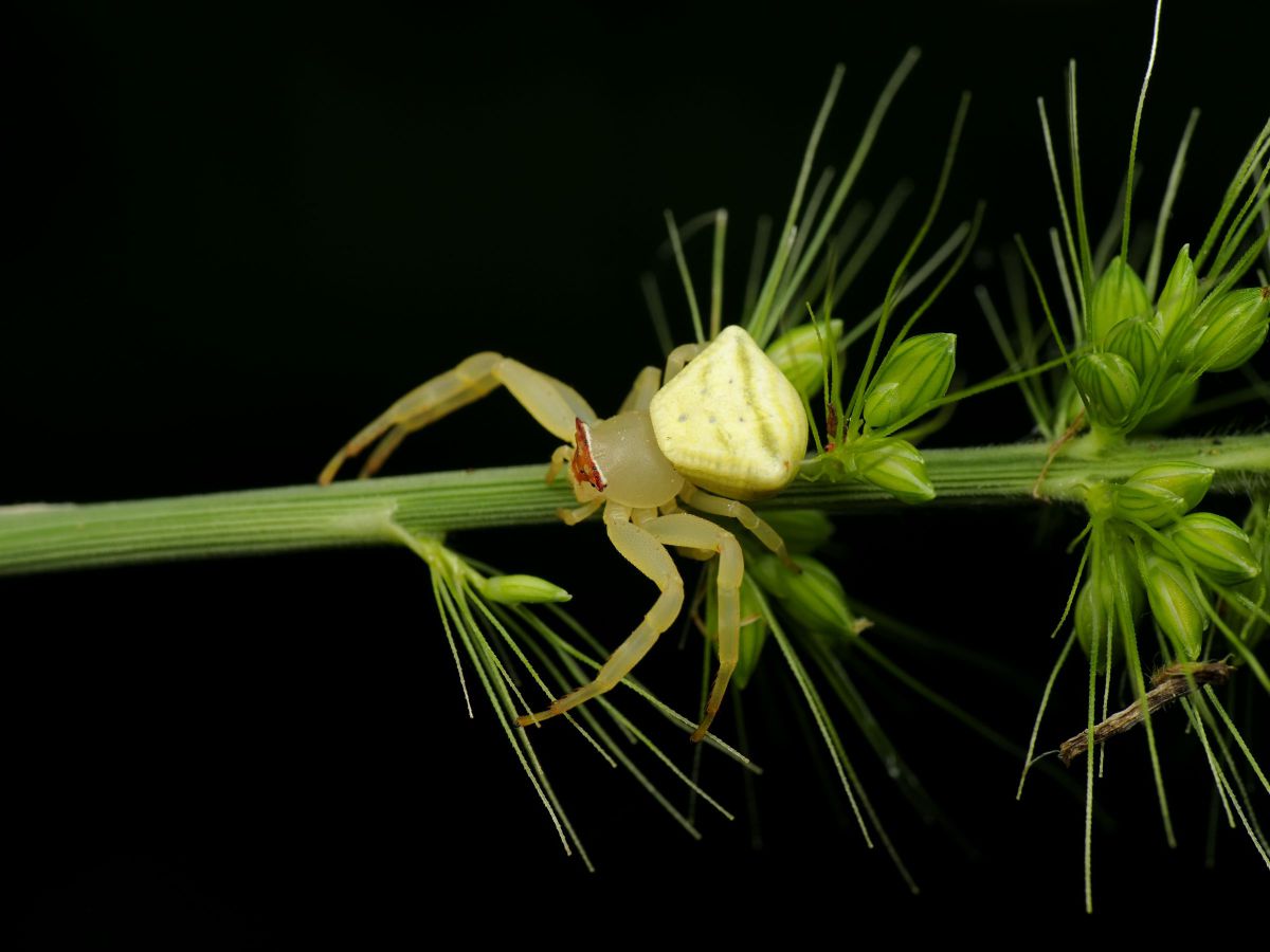 Thomisus labefactus | GANREF