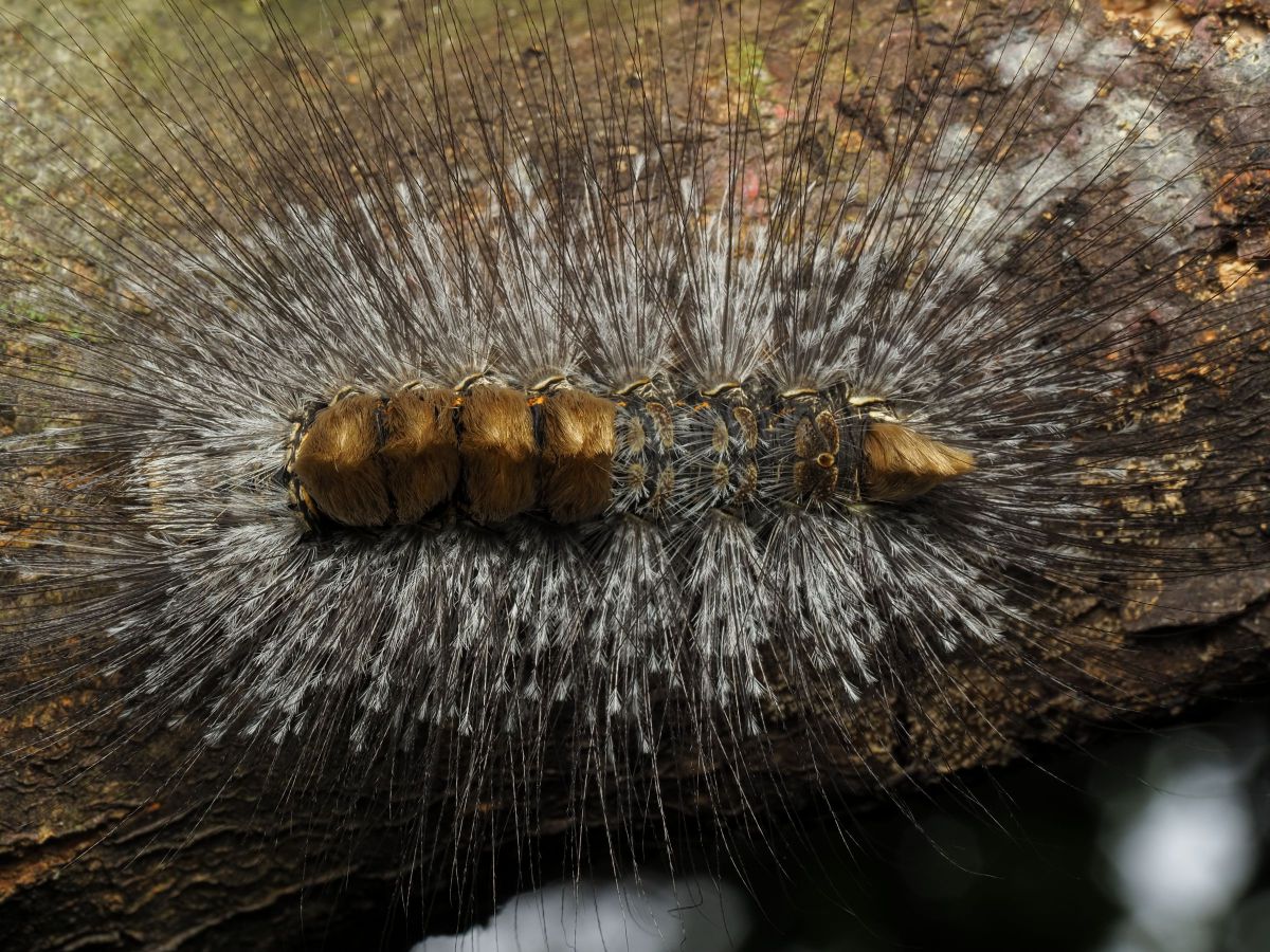 Larva / Calliteara lunulata | GANREF
