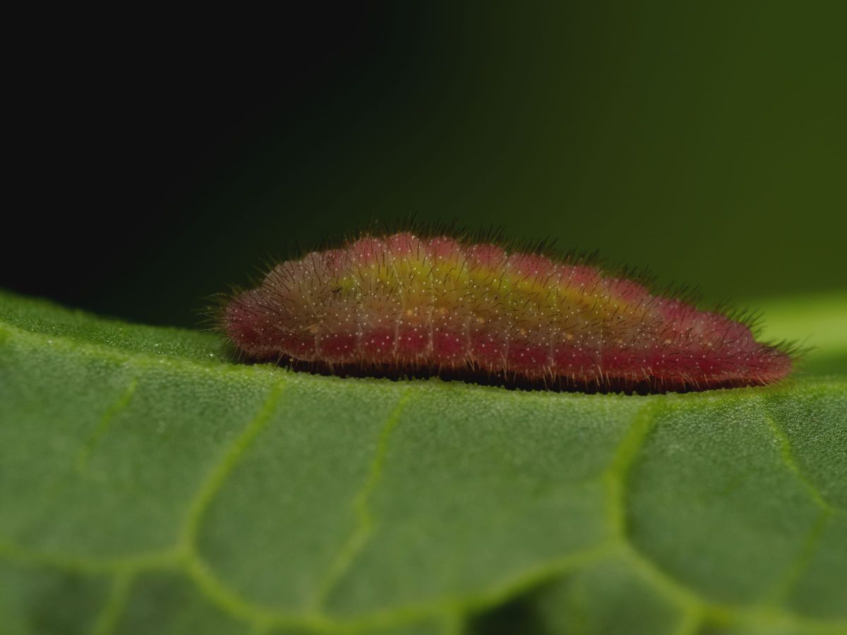 Lycaena phlaeas/larva | GANREF
