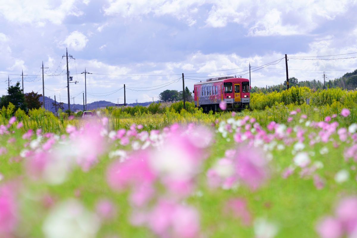 秋を感じて | GANREF