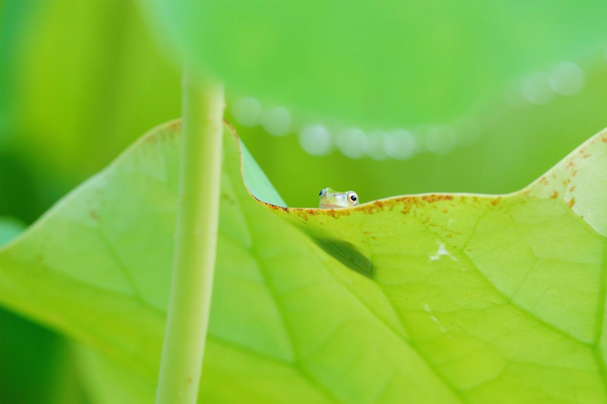 ここにもいるよ | GANREF