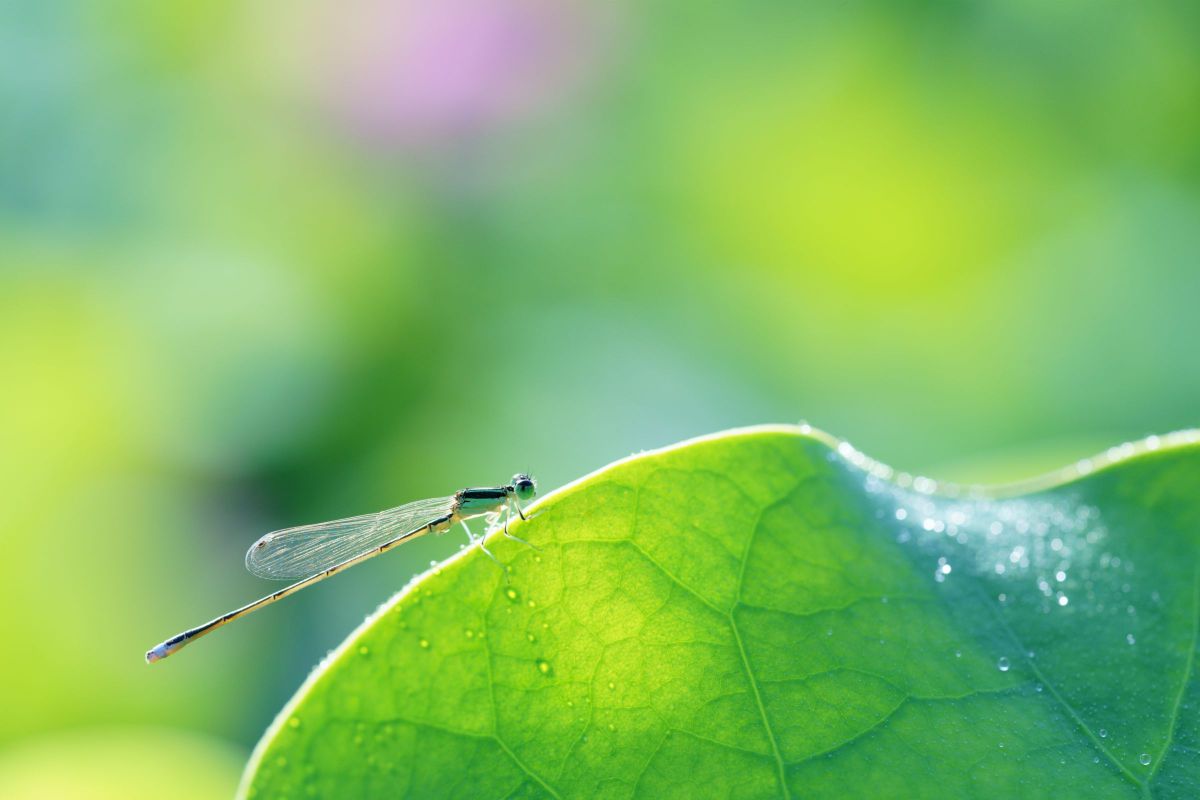 さわやかな朝 | GANREF