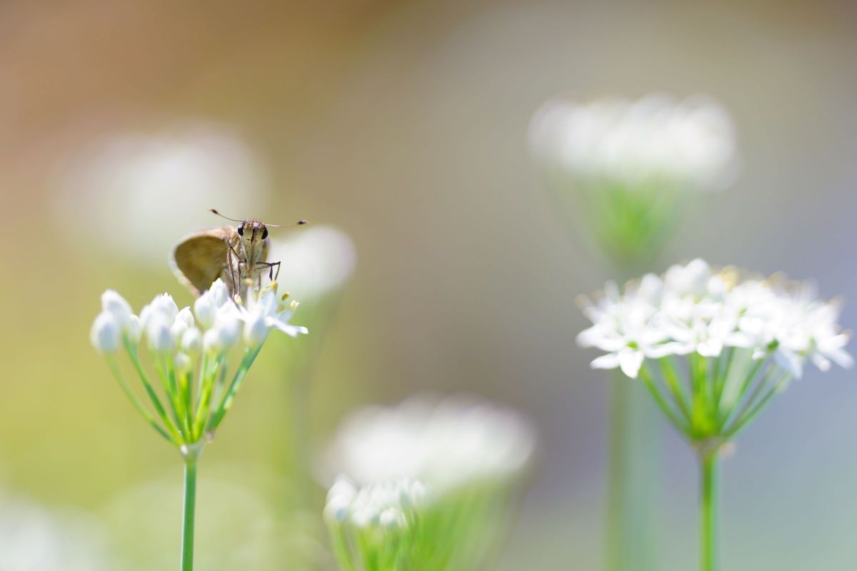 ニラの花が好き | GANREF