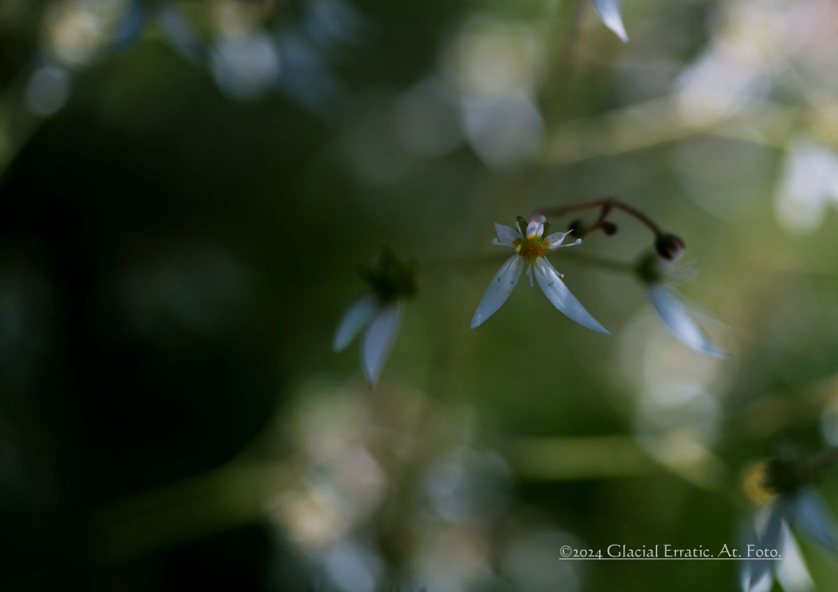 木陰で囁く 03 | GANREF