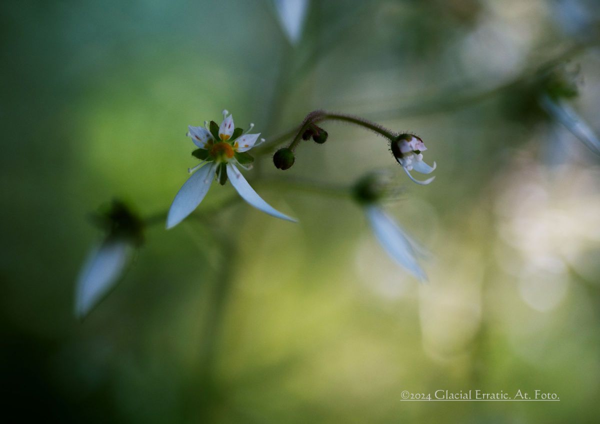 木陰で囁く 02 | GANREF