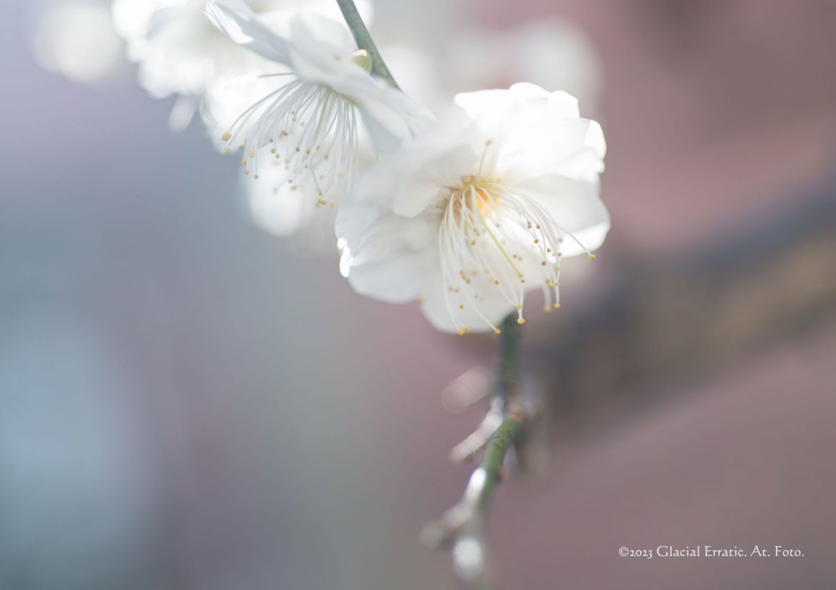 庭の片隅に咲く 15 | GANREF